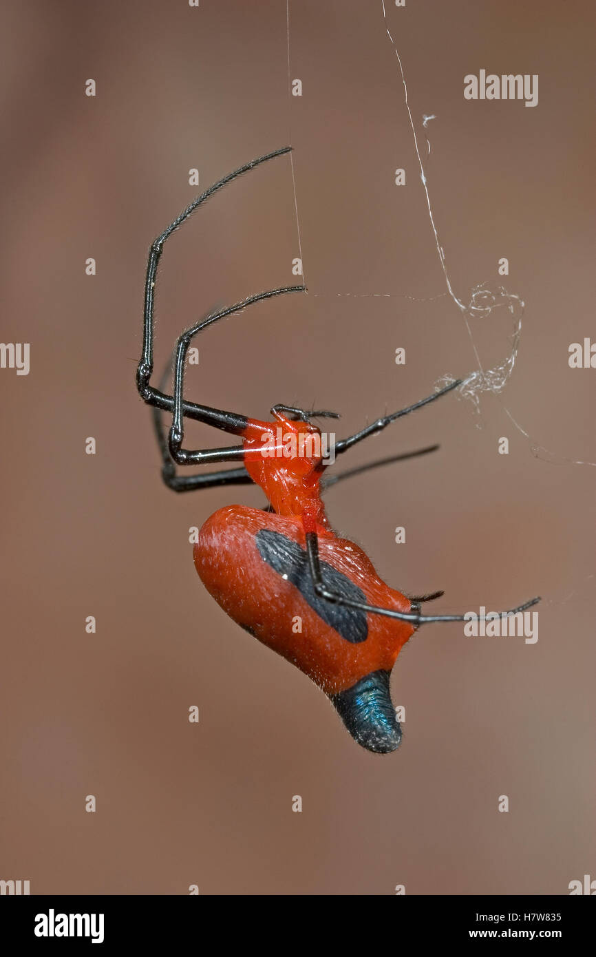 Spider (Alcimosphenus licinus) on web, Dominican Republic Stock Photo ...