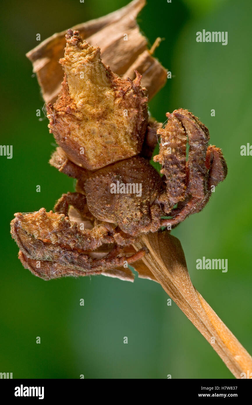 Crab Spider (Stephanopis sp) on twig, Costa Rica Stock Photo - Alamy