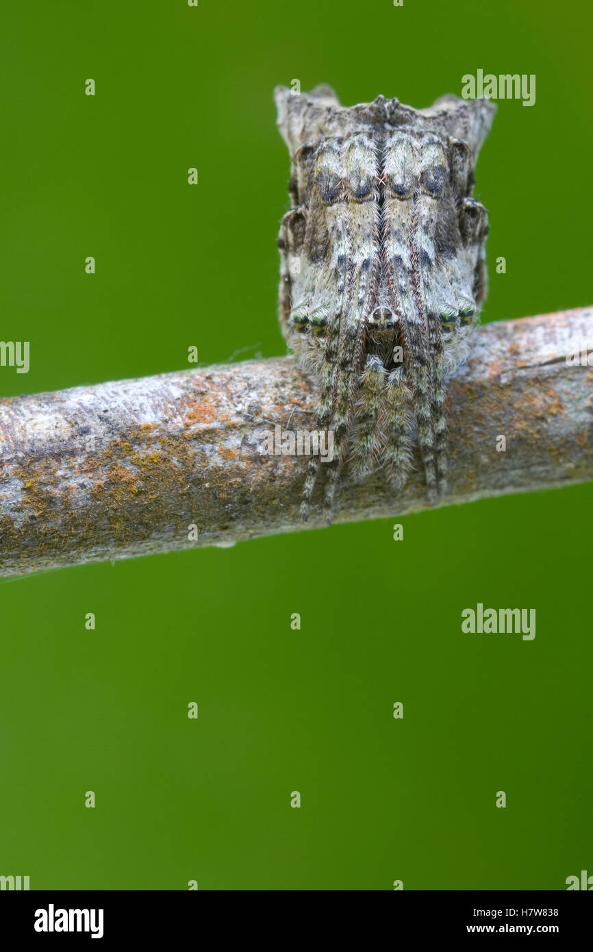 Orb-weaver Spider (Poltys sp) portrait, Australia Stock Photo - Alamy