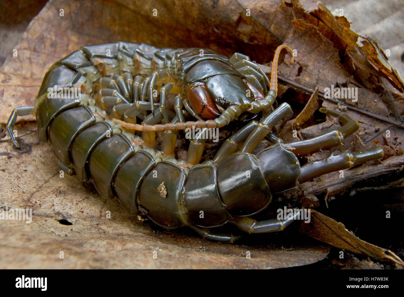 Centipede (Scolopendra sp) amid leaf litter, Solomon Islands Stock ...