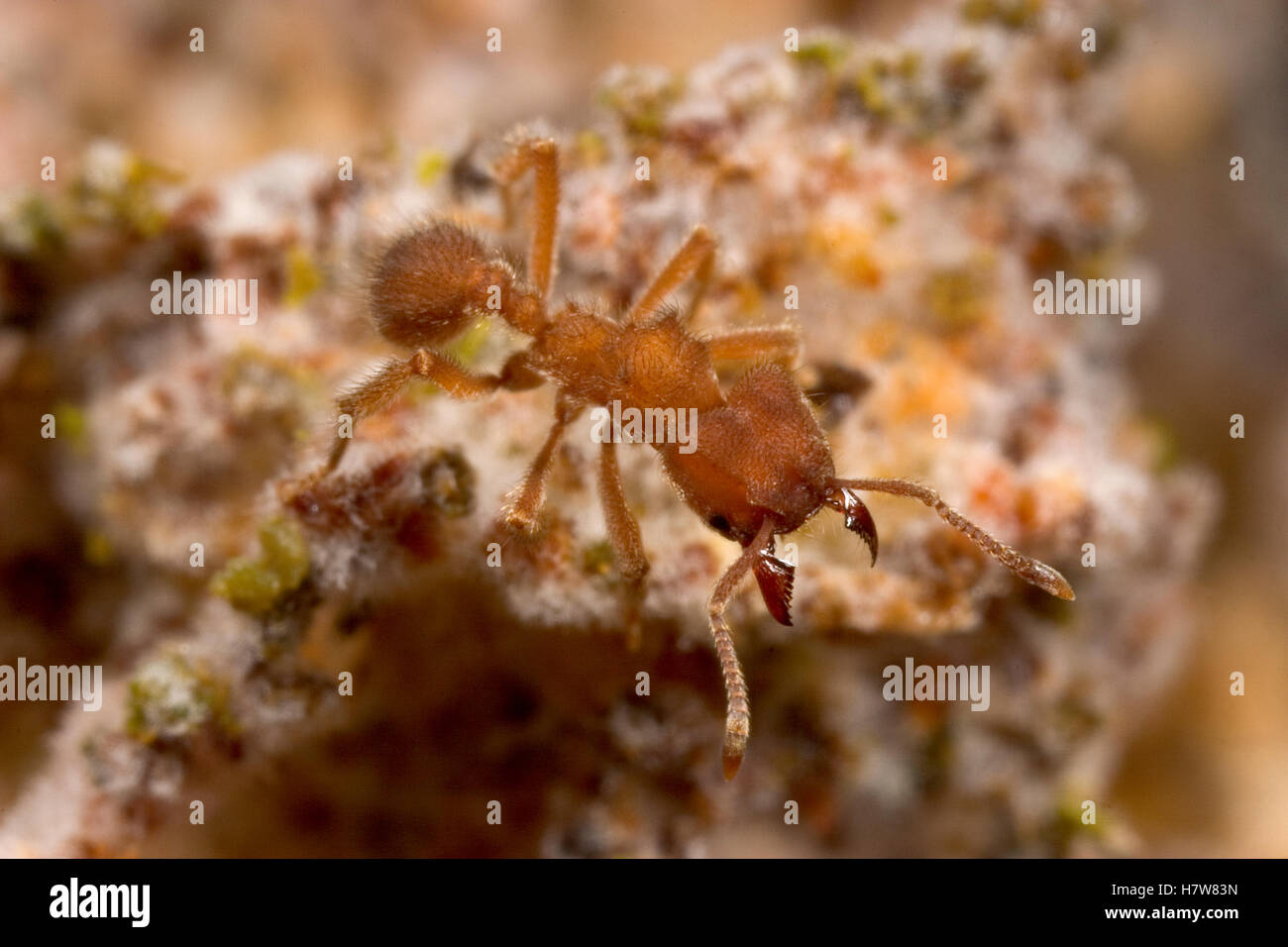 Ant (Sericomyrmex amabilis) on fungus garden, white clumps are ...