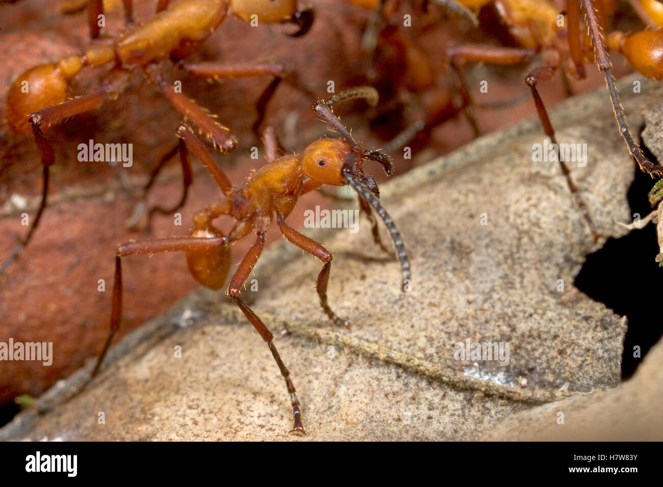Army Ant (Eciton hamatum) soldiers, like all workers in the colony, are ...