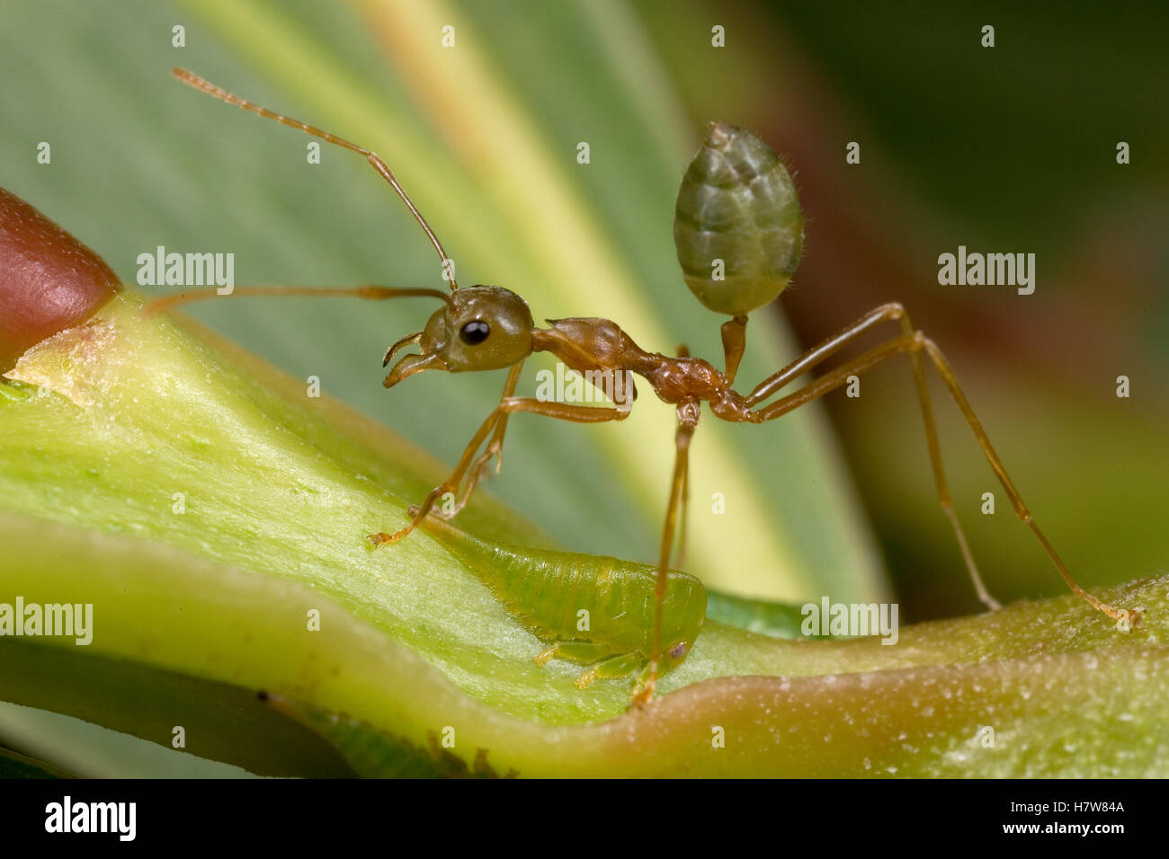 Green Tree Ant (Oecophylla smaragdina) worker guarding Treehopper nymph ...
