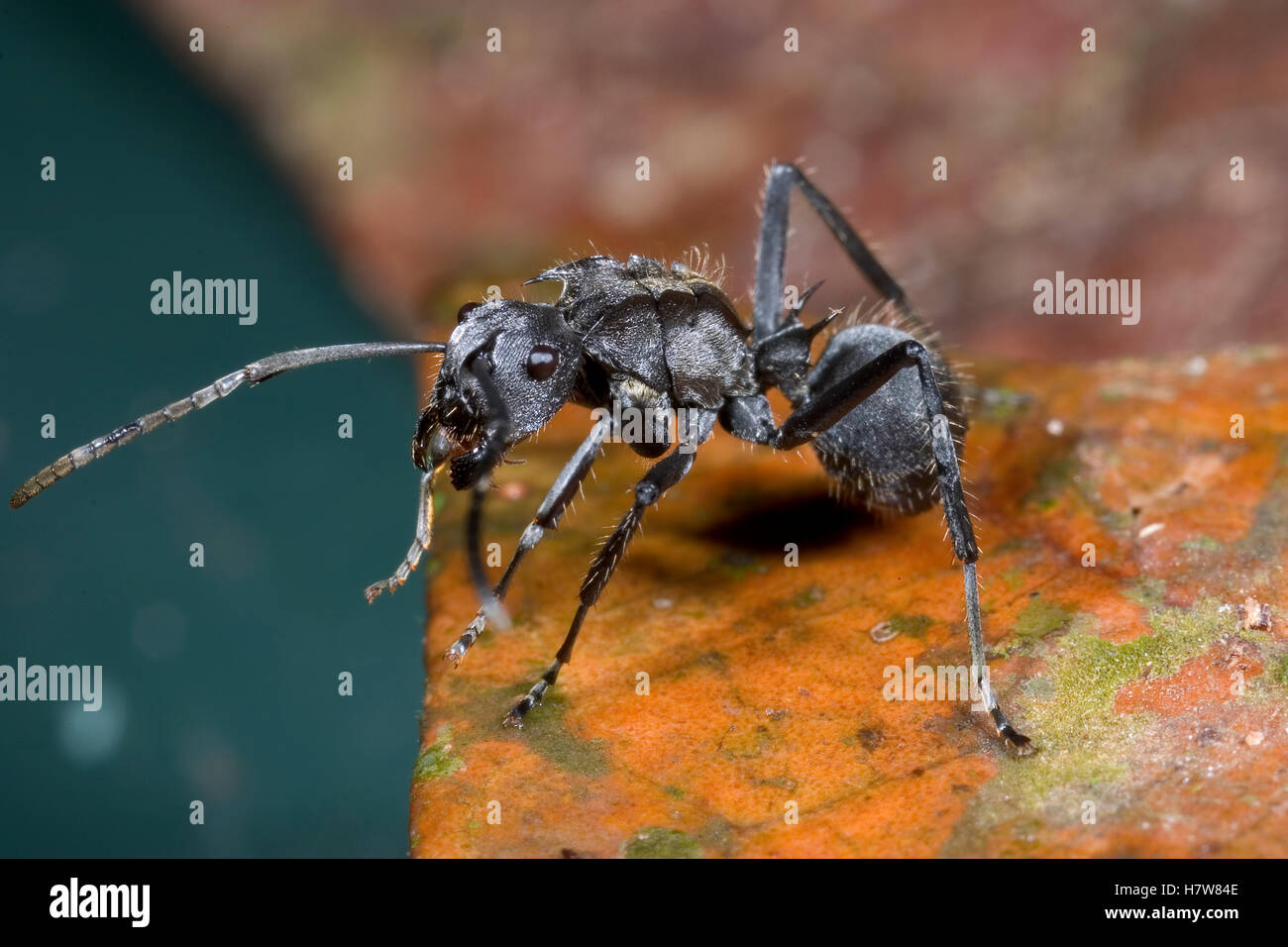 Spiny Ant (Polyrhachis sp) worker, presumed model for ant mimicking ...
