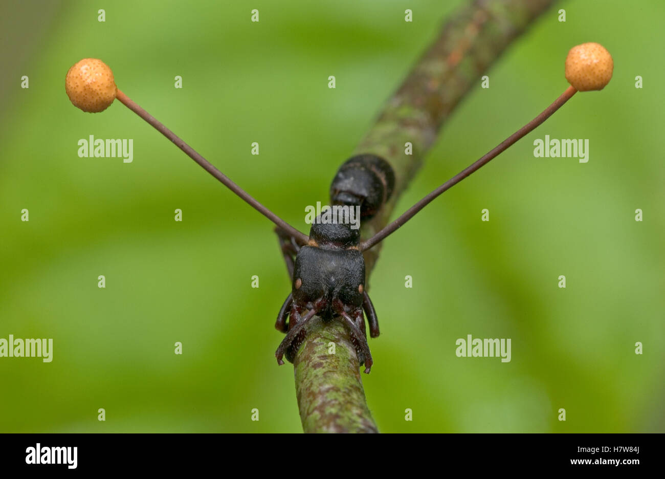 Ant (Pachycondyla sp) attacked by an insect eating Sac Fungus ...