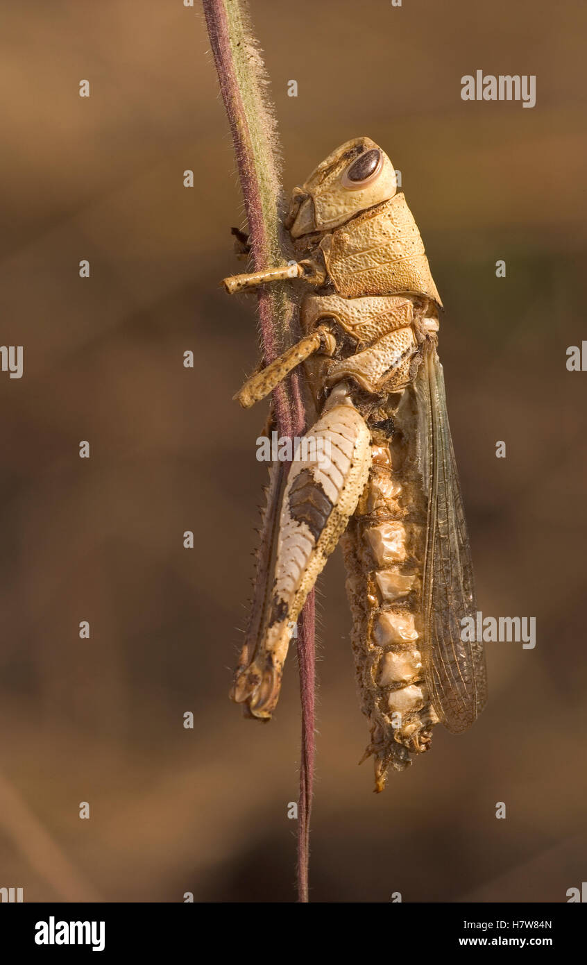 Grasshopper (Catantops sp) killed by an unidentified fungus, Guinea ...