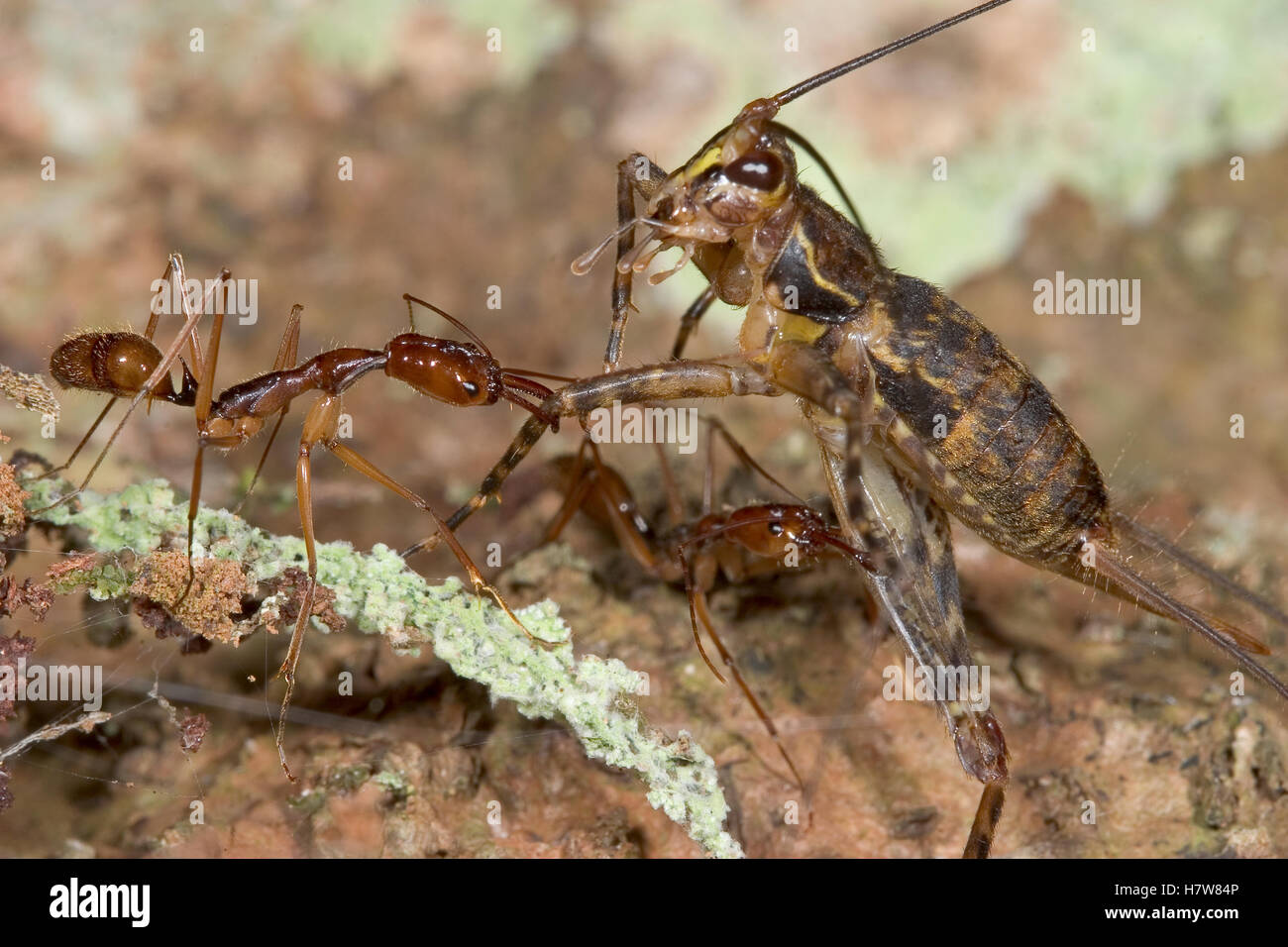Odontomachus hastatus hi-res stock photography and images - Alamy