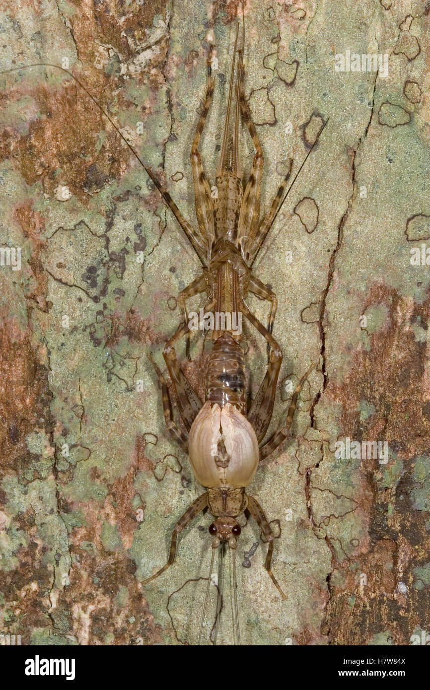 Cricket (Paragryllus sp) molting, showing insect emerging from cuticle ...