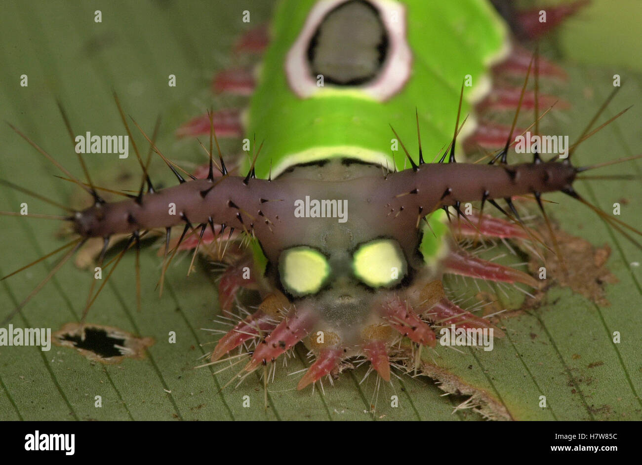 Slug Caterpillar (Acharia sp) a pair of false eyes at its rear end ...