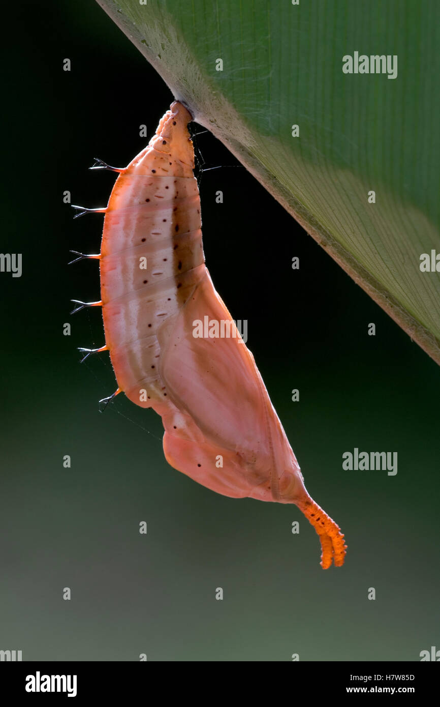 Orion (Historis orion) butterfly, chrysalis, Costa Rica Stock Photo - Alamy