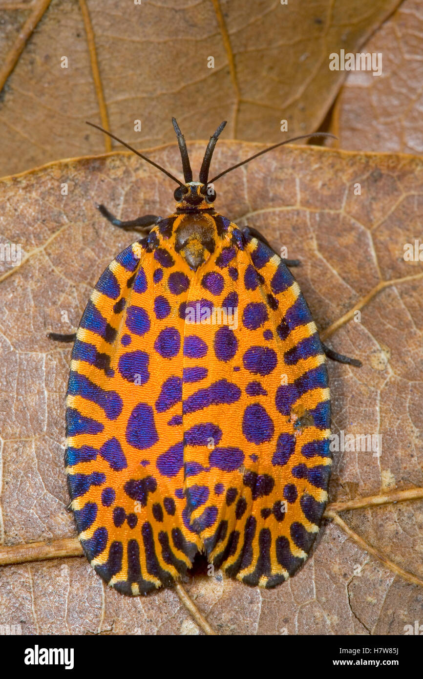Leafroller (Pseudatteria leopardina) rare diurnal moth, Costa Rica ...
