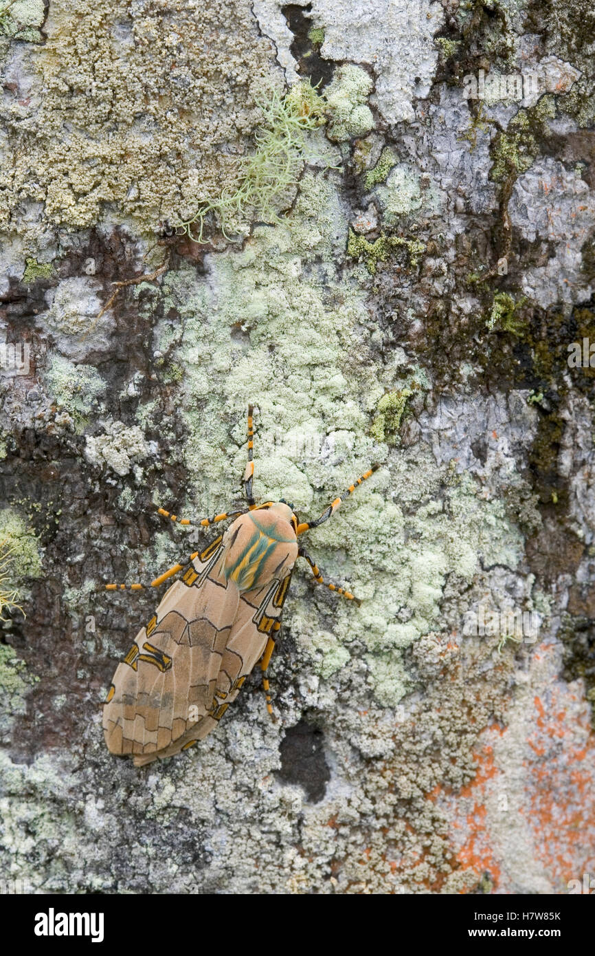 Footman Moth (Halysidota sp) cryptically colored, against bark of tree ...