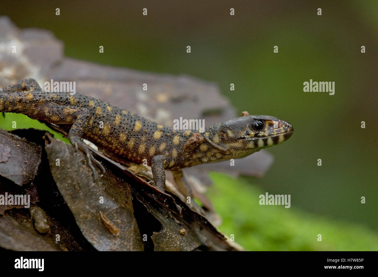Yellow-spotted Night Lizard (Lepidophyma flavimaculatum) portrait, on ...