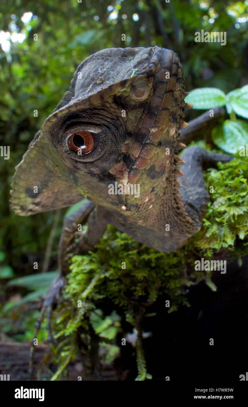 Helmeted Iguana (Corytophanes cristatus) portrait, Costa Rica Stock ...