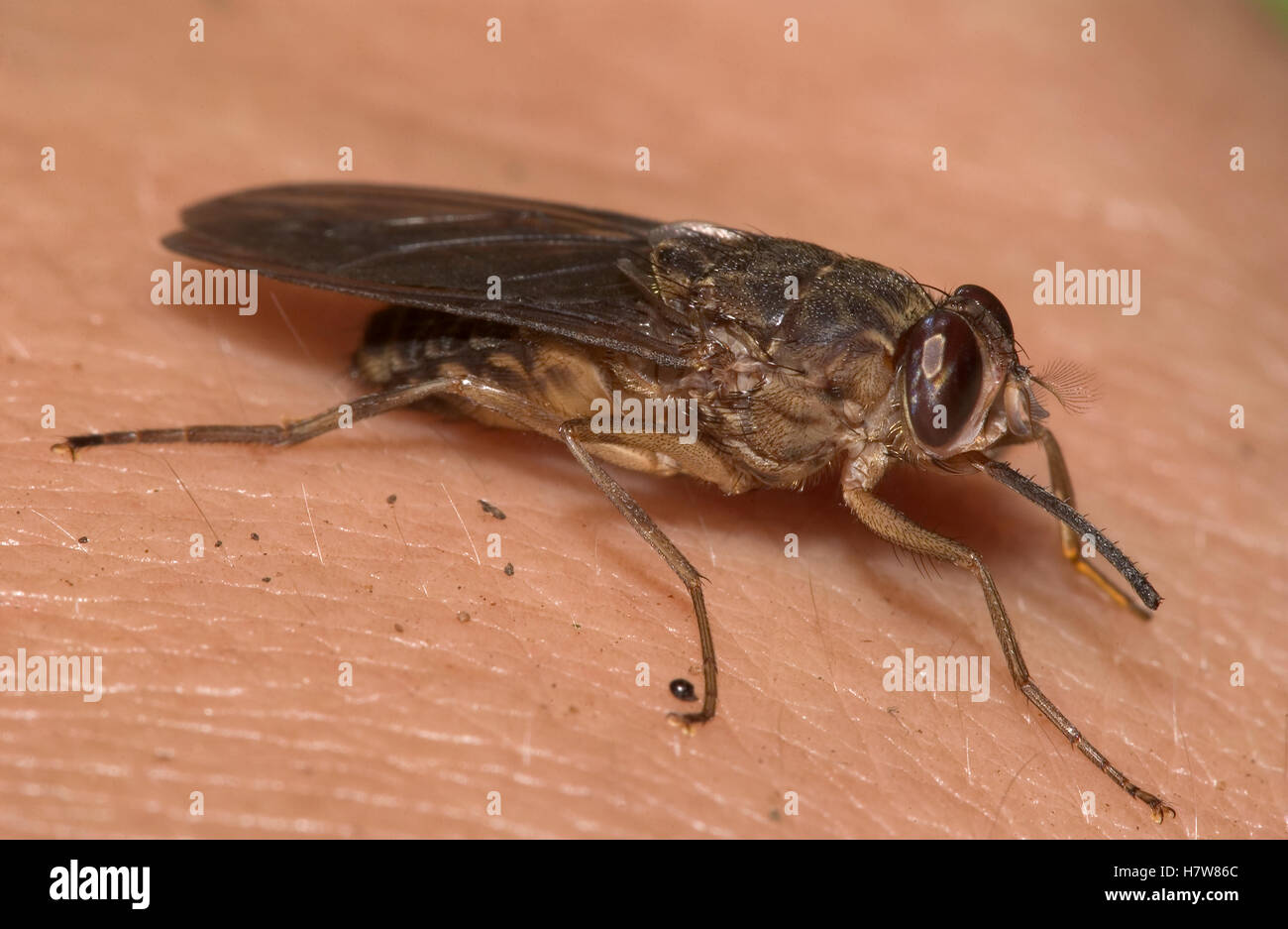 Tsetse Fly (Glossina sp) the main vector for trypanosomes, the parasite ...