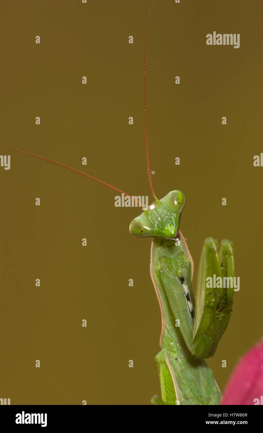 Praying Mantis (Mantis sp) portrait, Madagascar Stock Photo - Alamy