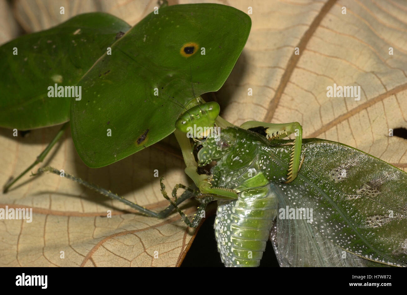 Hooded Praying Mantis (Choeradodis rhomboidea) devouring Katydid ...
