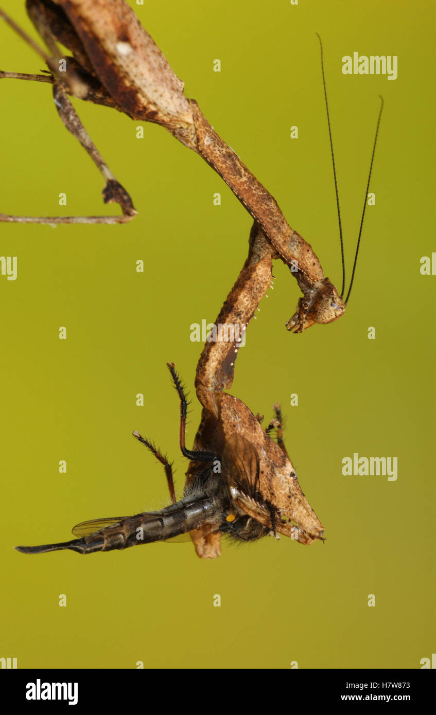 Praying Mantis (Mantis sp) with Robber Fly, Dominican Republic Stock ...