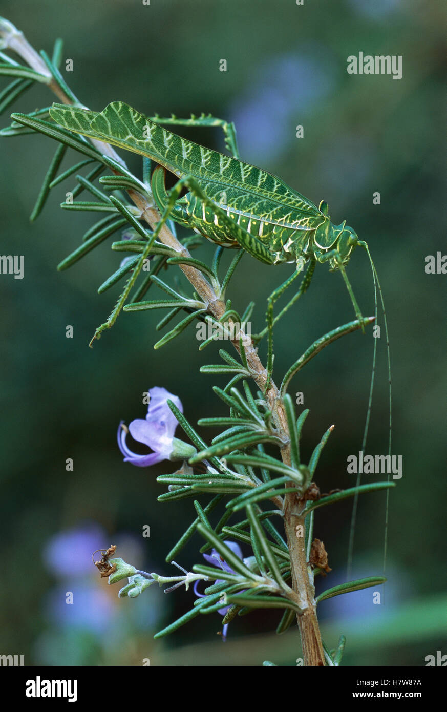Acacia Katydid (Terpnistria zebrata) with cryptic coloration, South ...