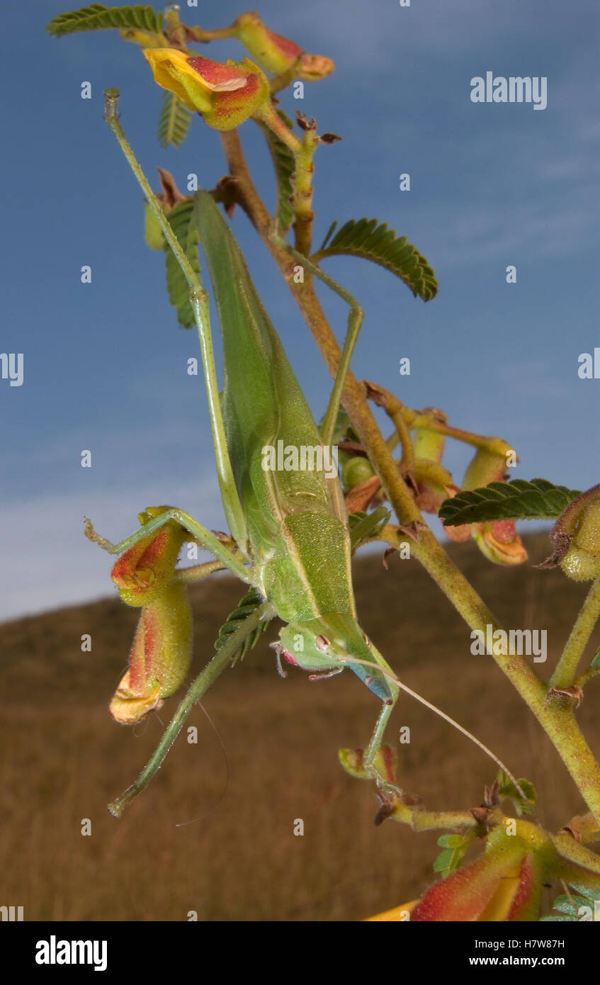 Cone-headed Katydid (Pseudorhynchus robustus) on flowering Acacia ...