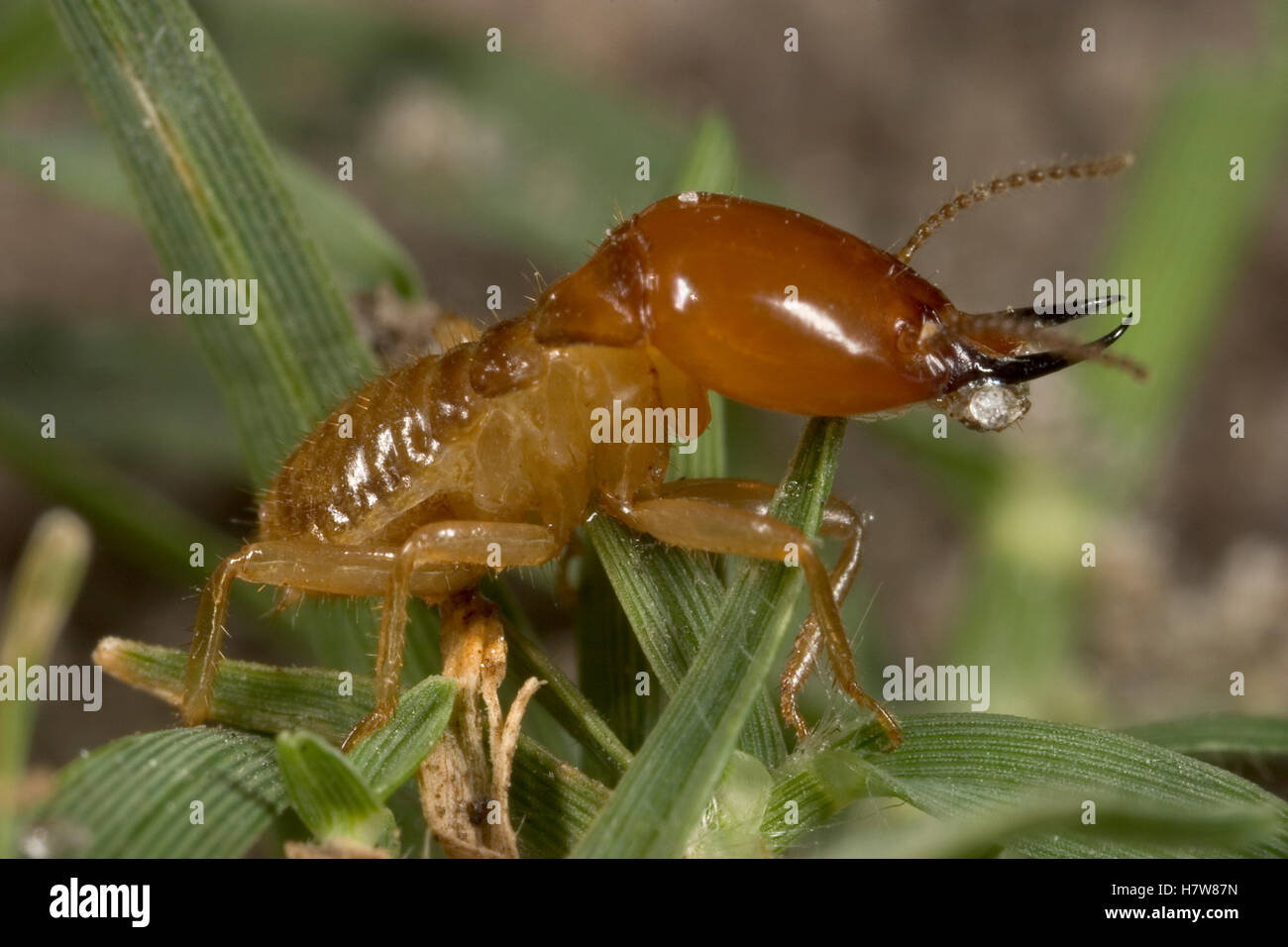 Termite soldier, Botswana Stock Photo - Alamy
