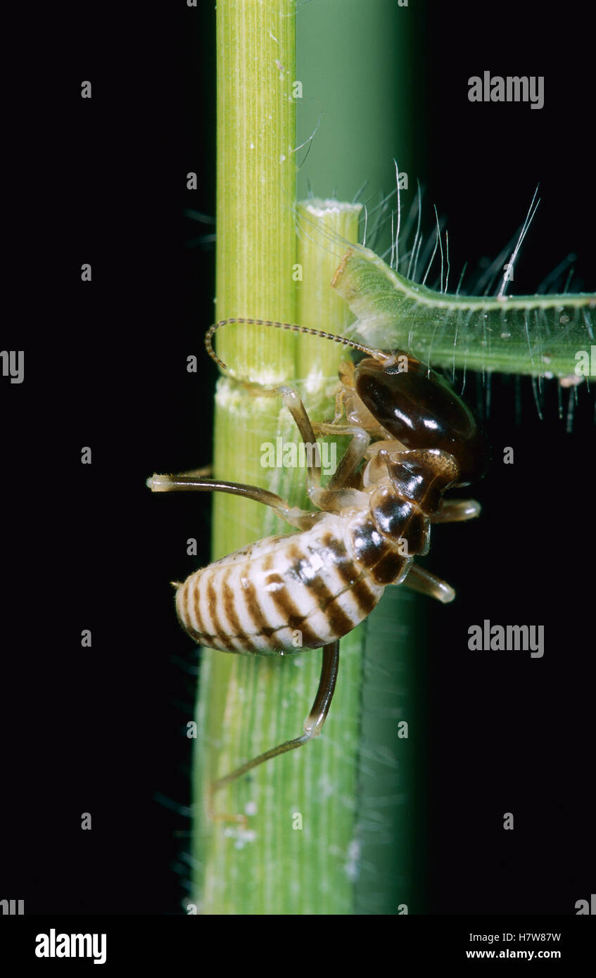 Harvester Termite (Hodotermes mossambicus) worker foraging for plant ...
