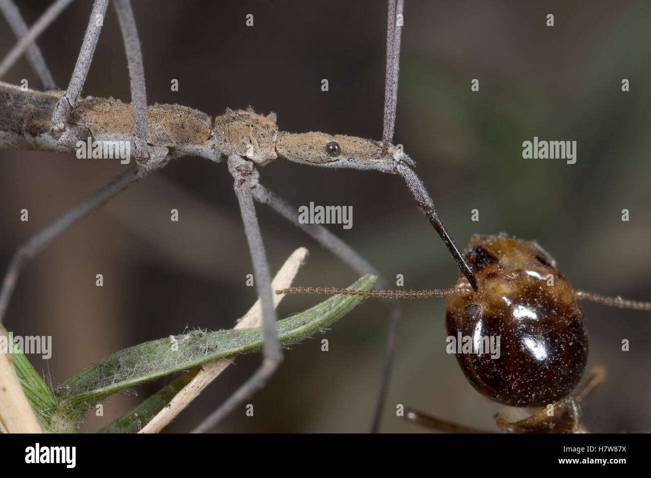 Assassin Bug (Lopodytes) attacking Termite worker, Botswana Stock Photo ...