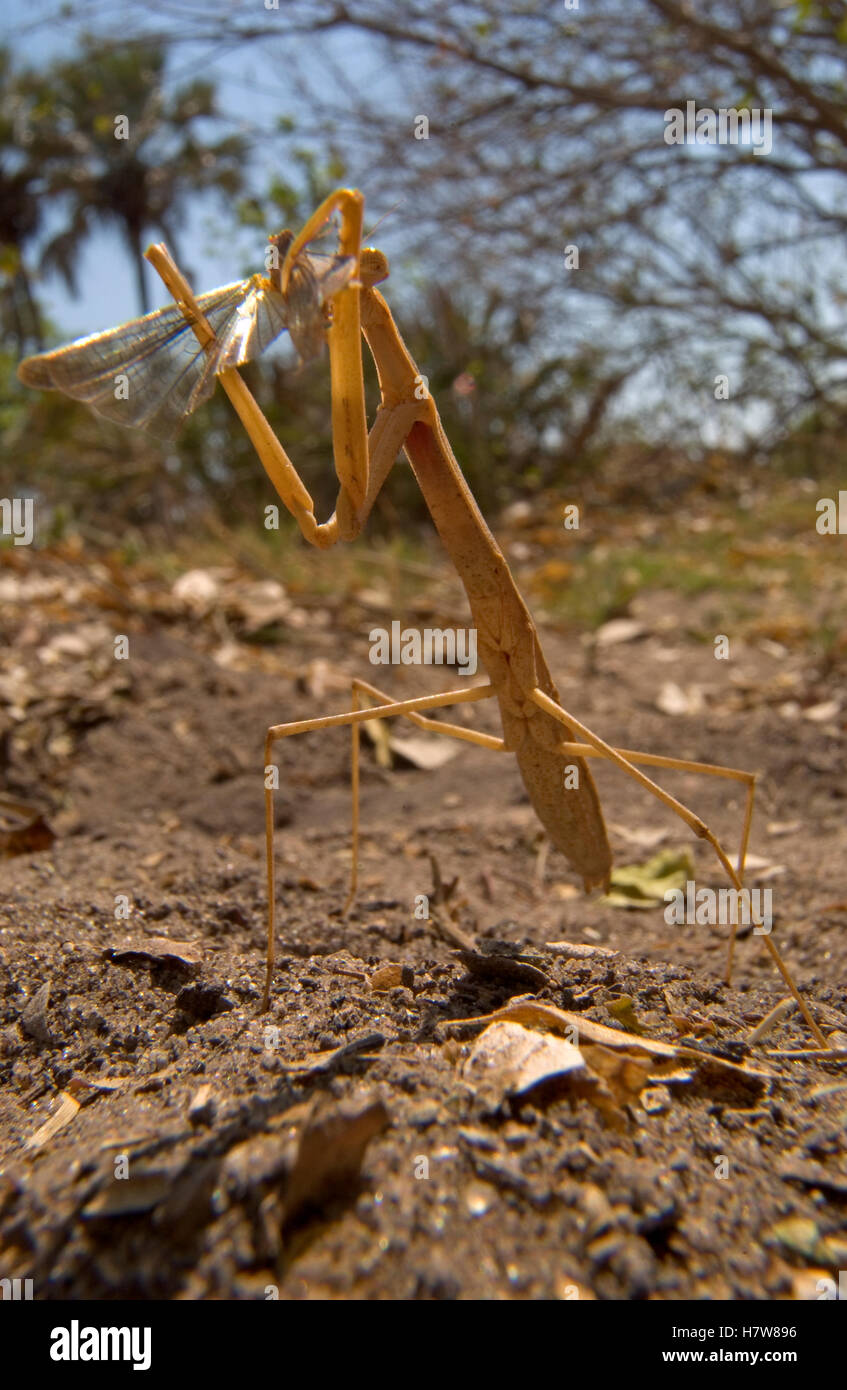 Grass Mantid (Hoplocorypha atra) mimicking dry grass stalk feeding on ...