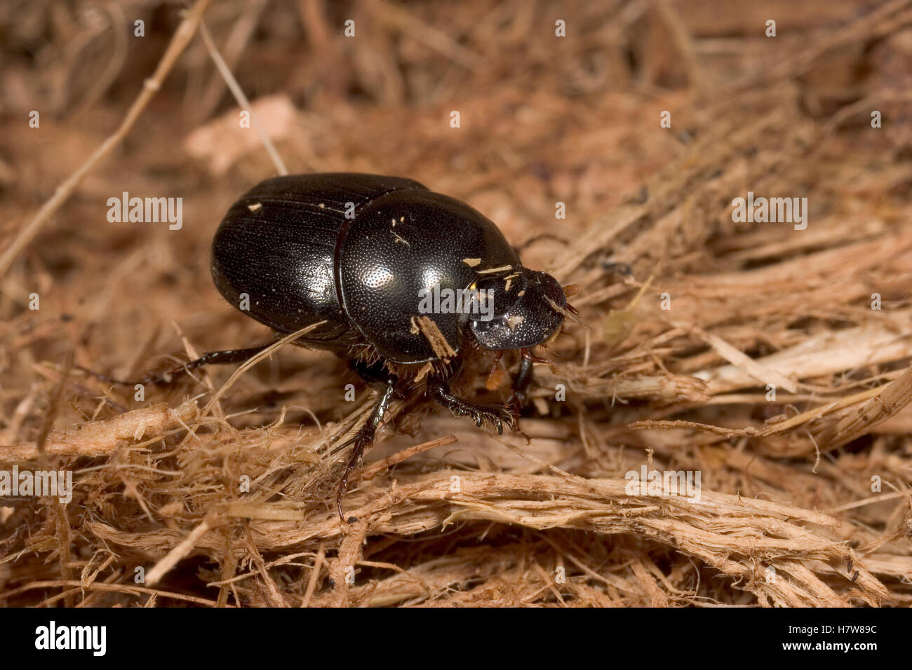 Dung Beetle (Scarabaeidae) on grasses, Botswana Stock Photo - Alamy