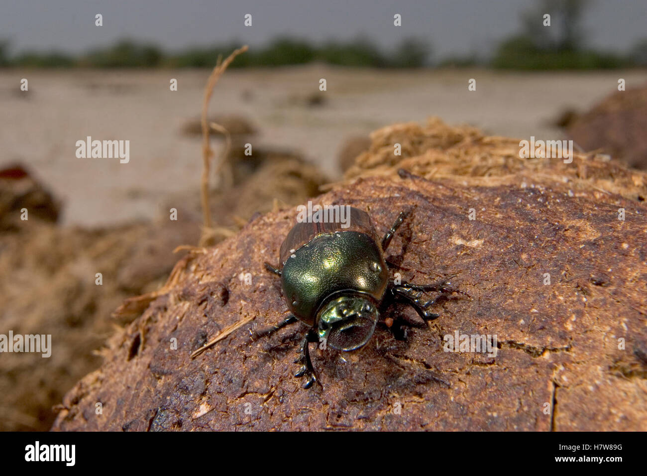 Bronze Dung Beetle (Onitis alexis) on a pile of dried dung, Botswana ...