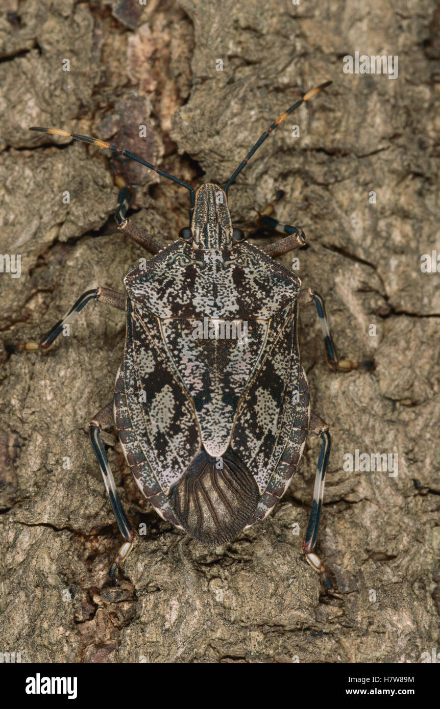 Stink Bug (Pentatomidae) camouflaged against Baobab tree bark, Botswana ...