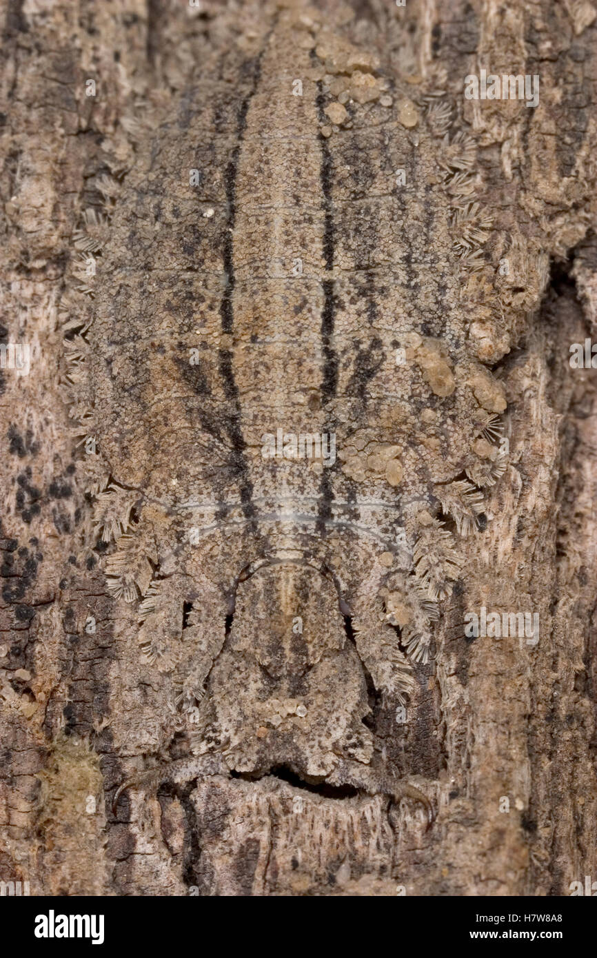 Owl Fly (Ascalaphidae) larva, camouflaged on the trunk of a savannah ...