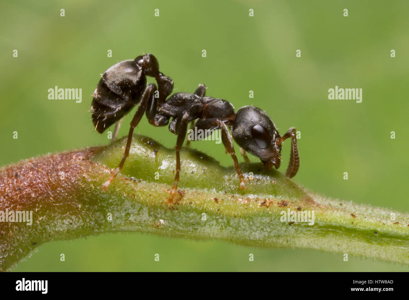 Acacia Ant (Pseudomyrmex flavicornis) collecting nectar from petiole at ...