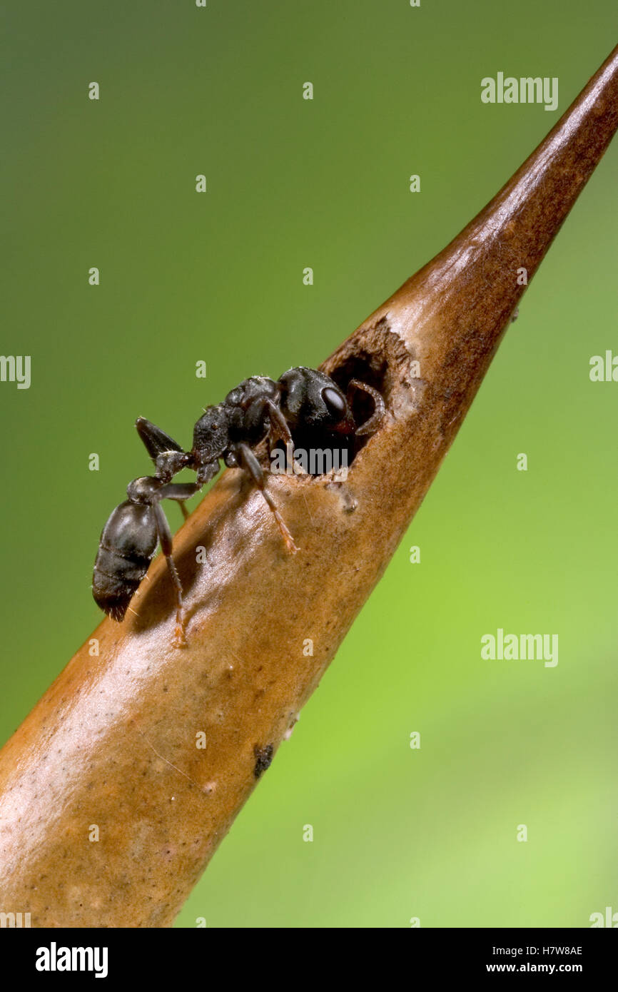 Acacia Ant (Pseudomyrmex flavicornis) worker enters hollowed out spine ...