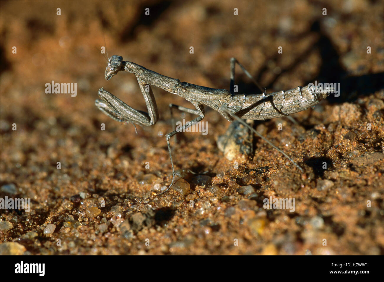 Unidentified desert Praying Mantis, Namibia Stock Photo - Alamy
