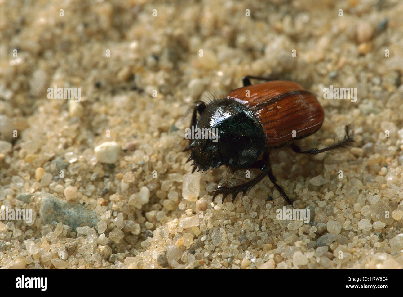 Dung Beetle (Scarabaeidae), Namibia Stock Photo - Alamy
