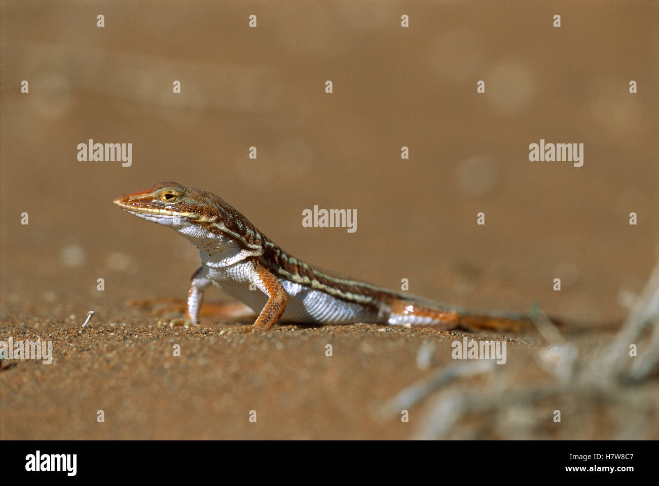 Smith's Desert Lizard (Meroles ctenodactylus) on sand, Namibia Stock ...