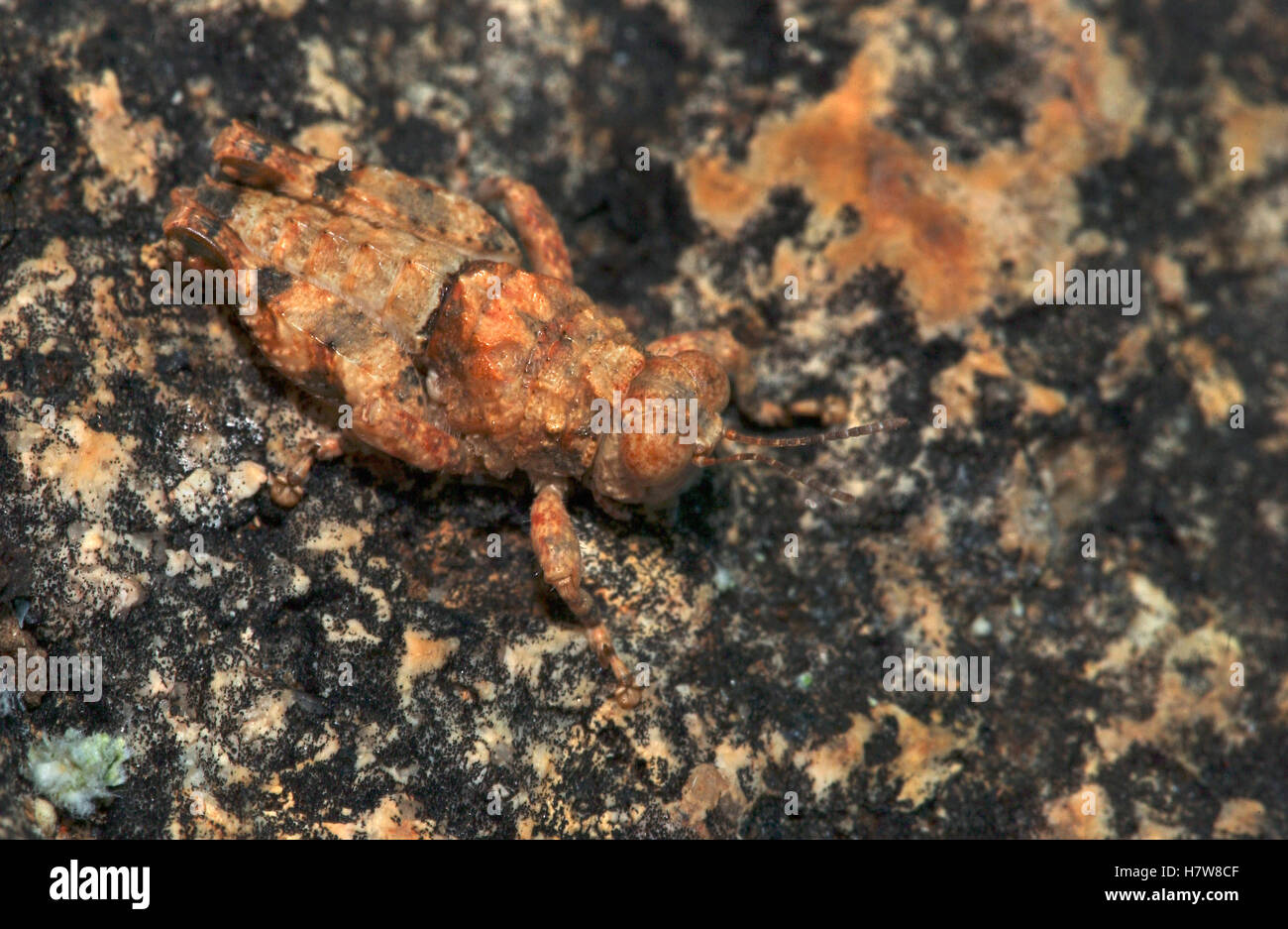 Grasshopper (Lithidium sp) lives on exposed granite rocks in the Namib ...