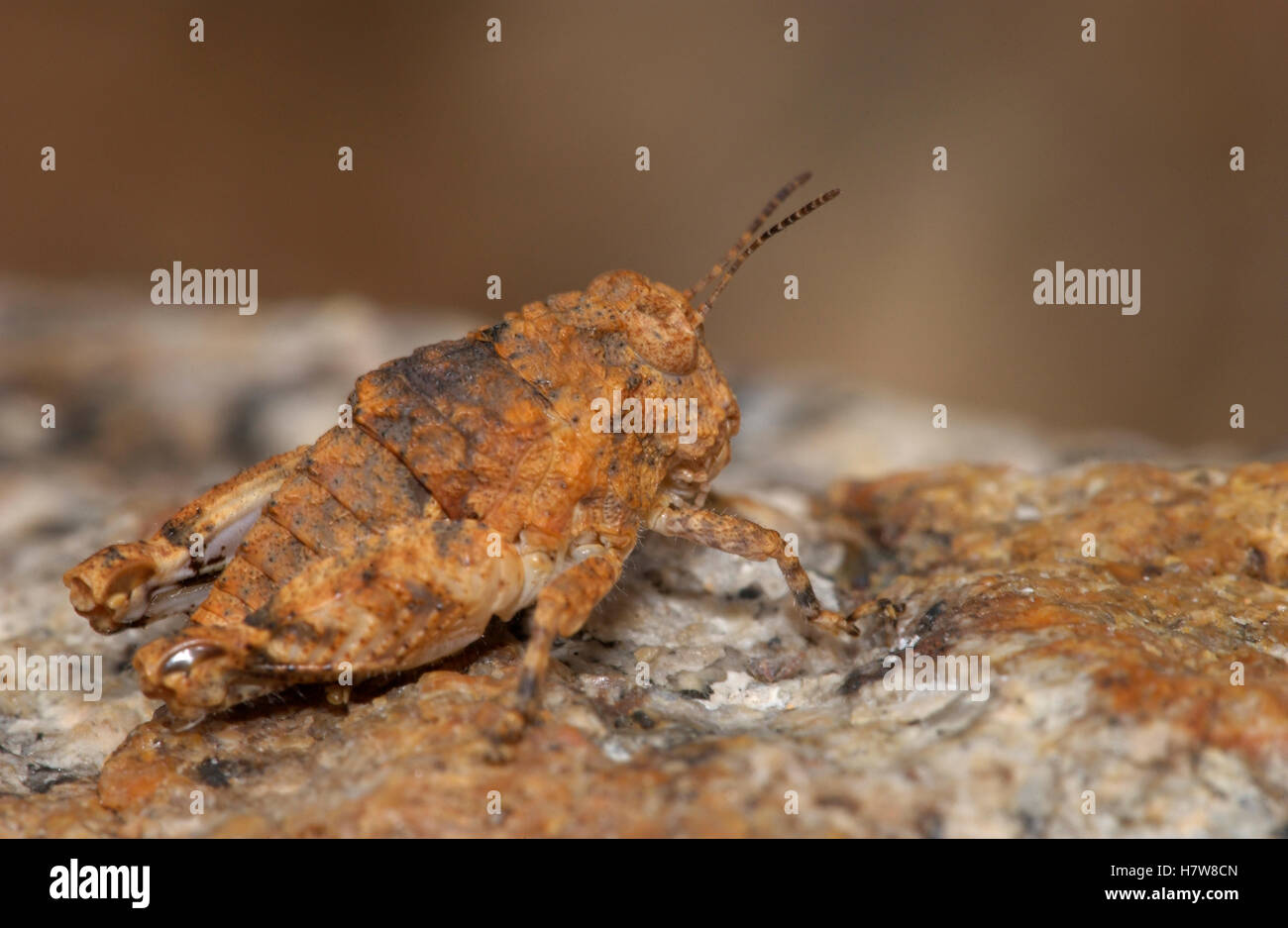 Grasshopper (Lithidium sp) lives on exposed granite rocks, Namib Desert ...