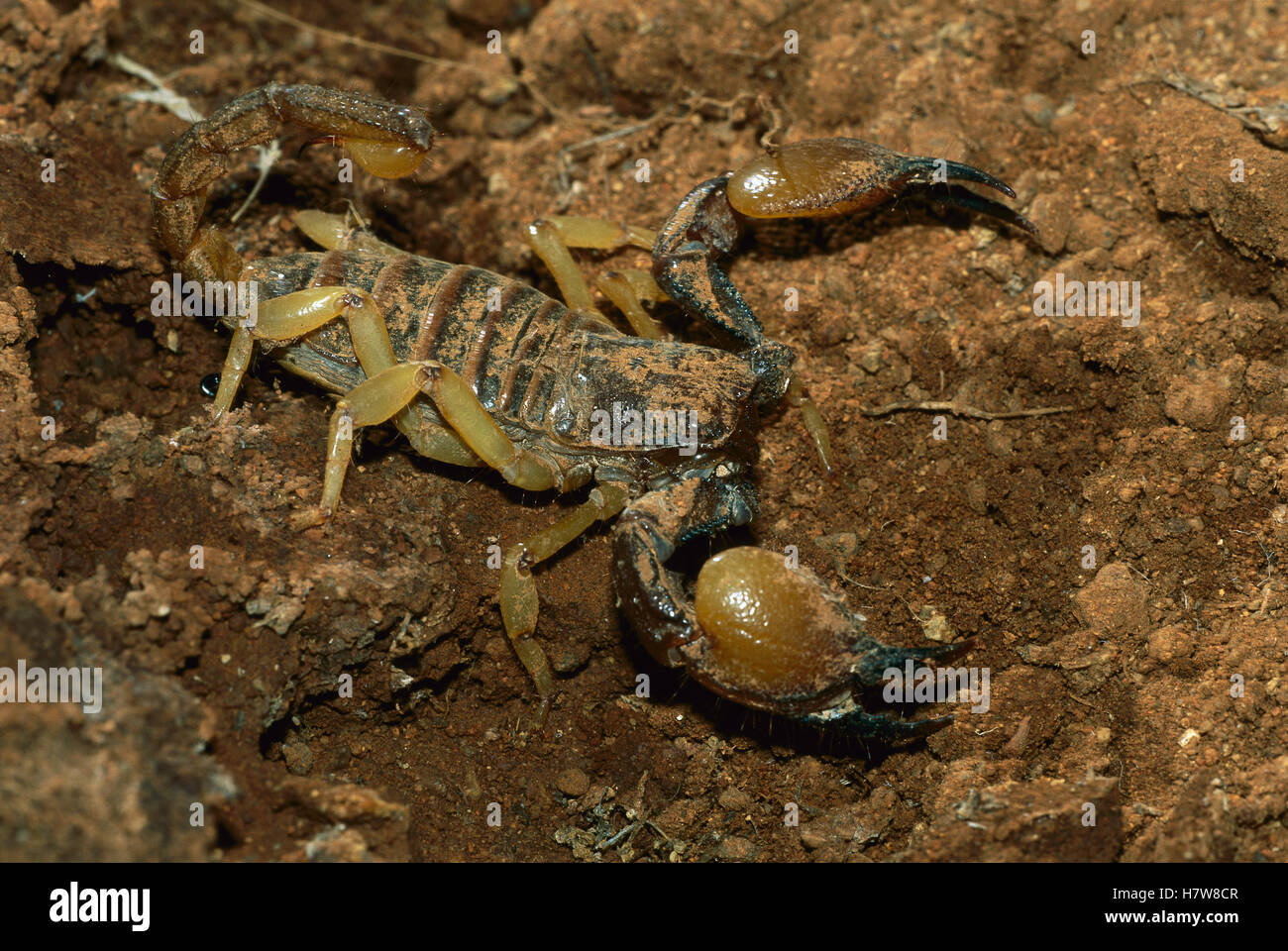 African Yellow Leg Scorpion (Opistophthalmus carinatus), Namibia Stock ...