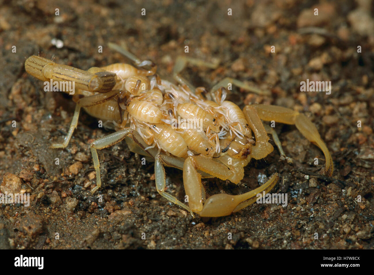 Scorpion (Uroplectes planimanus) mother carrying newborn offspring ...
