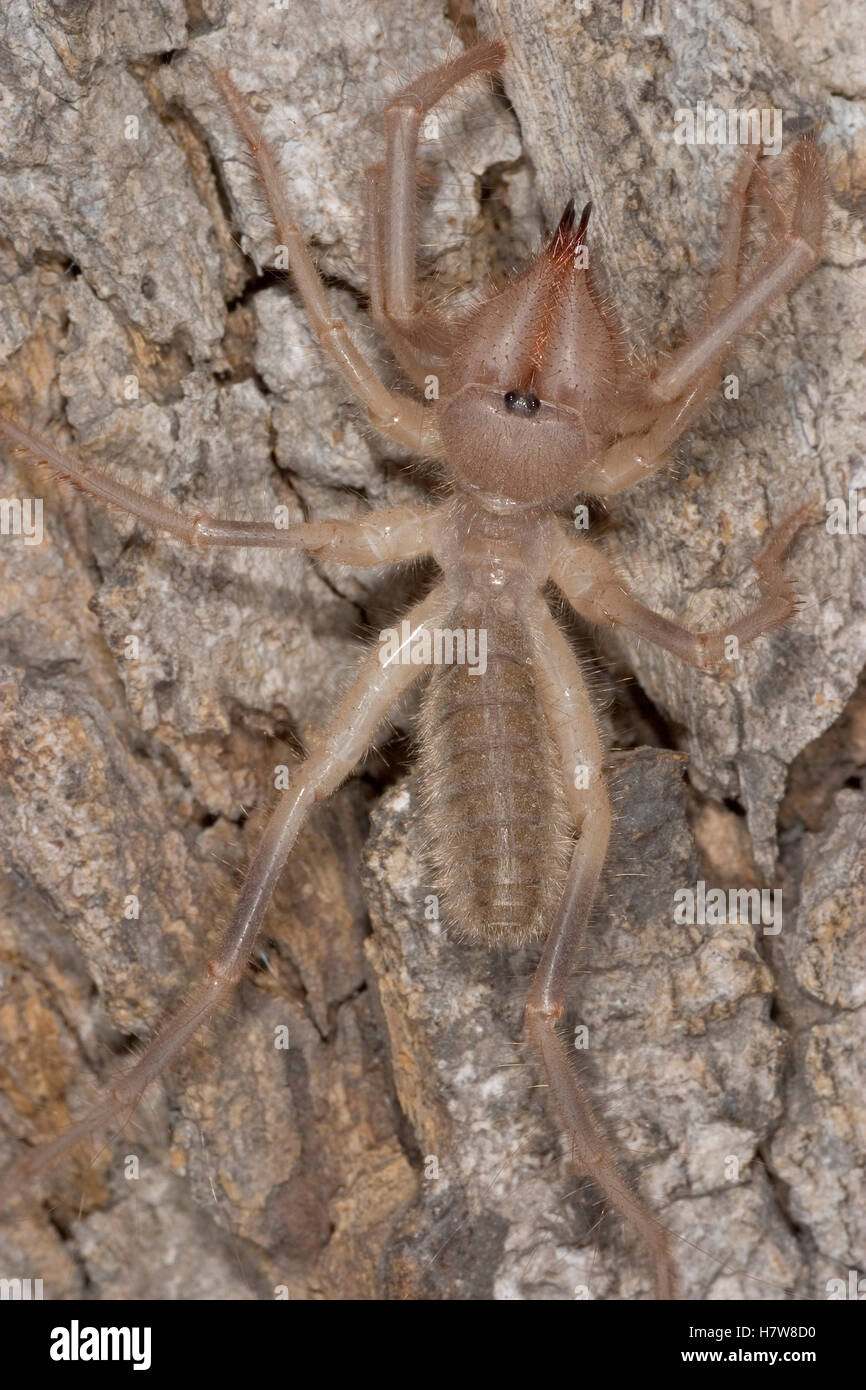 Sun Spider (Solifuga) does not have venom glands, their large ...