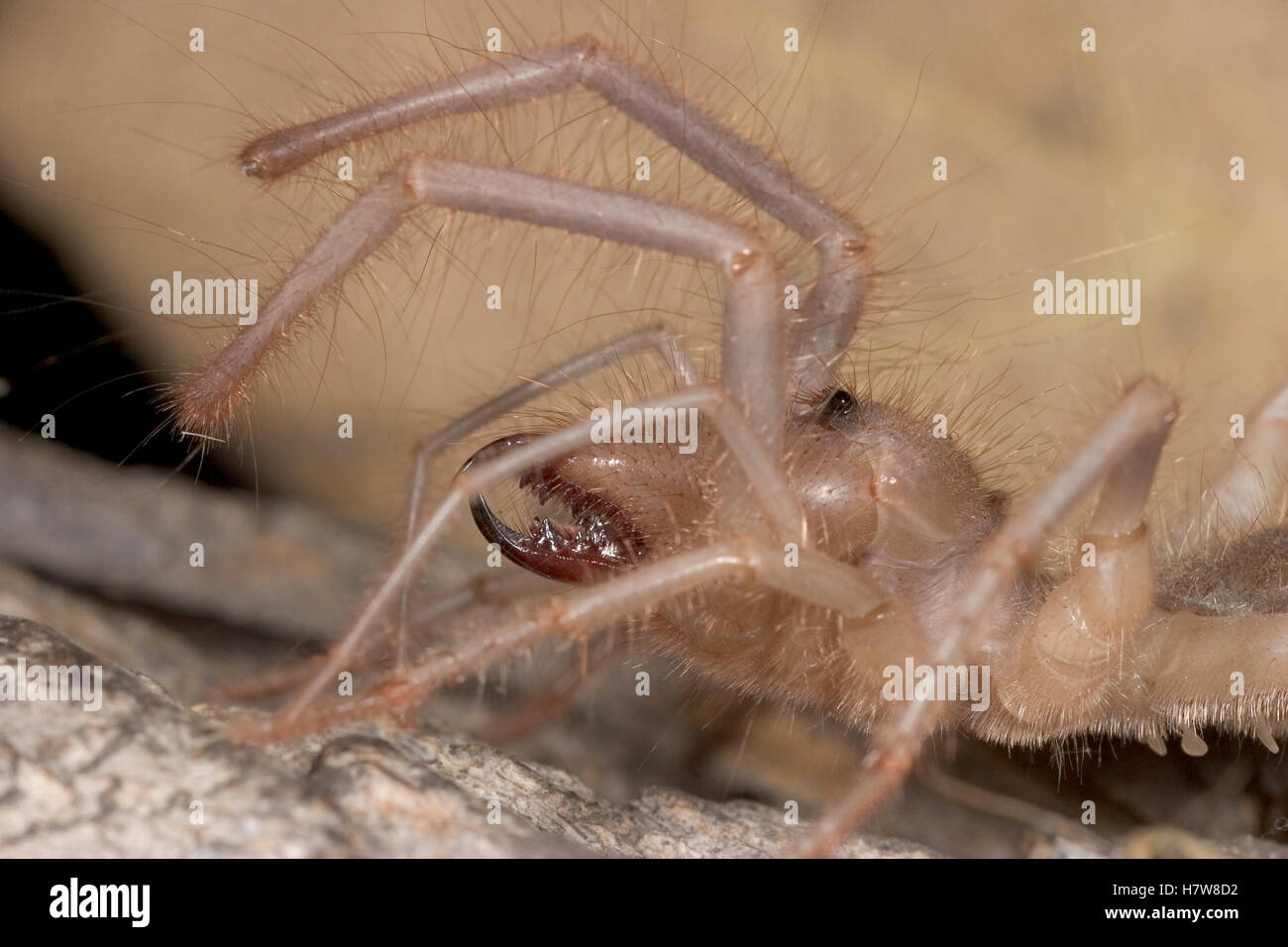 Sun Spider (Solifuga) does not have venom glands, their large ...