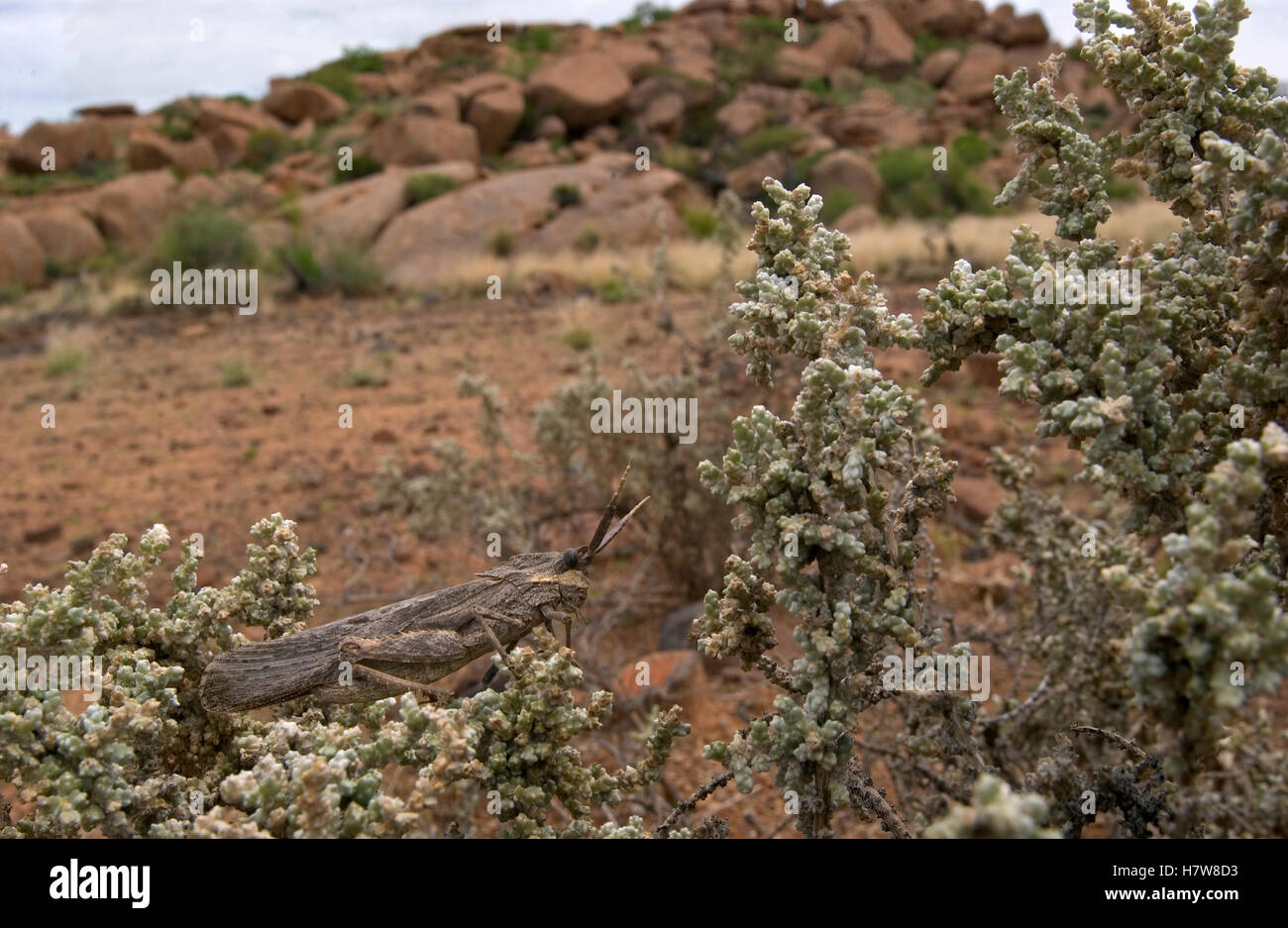 Rain Locust (Lamarckiana sp) in a bush, Namib Desert, Namibia Stock ...