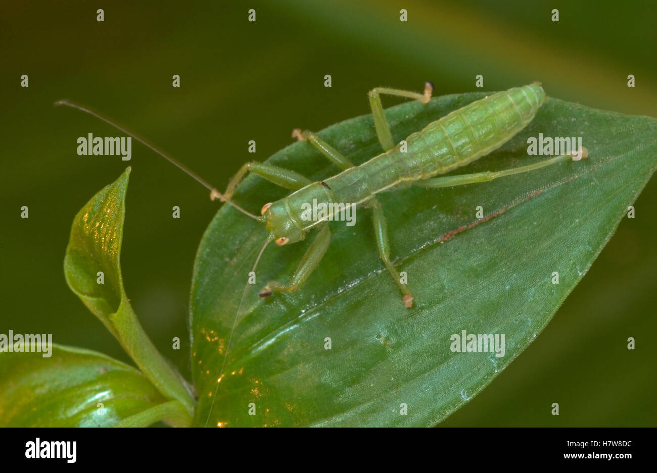 Heelwalker (Mantophasma zephyra) adult female camouflaged on leaf ...