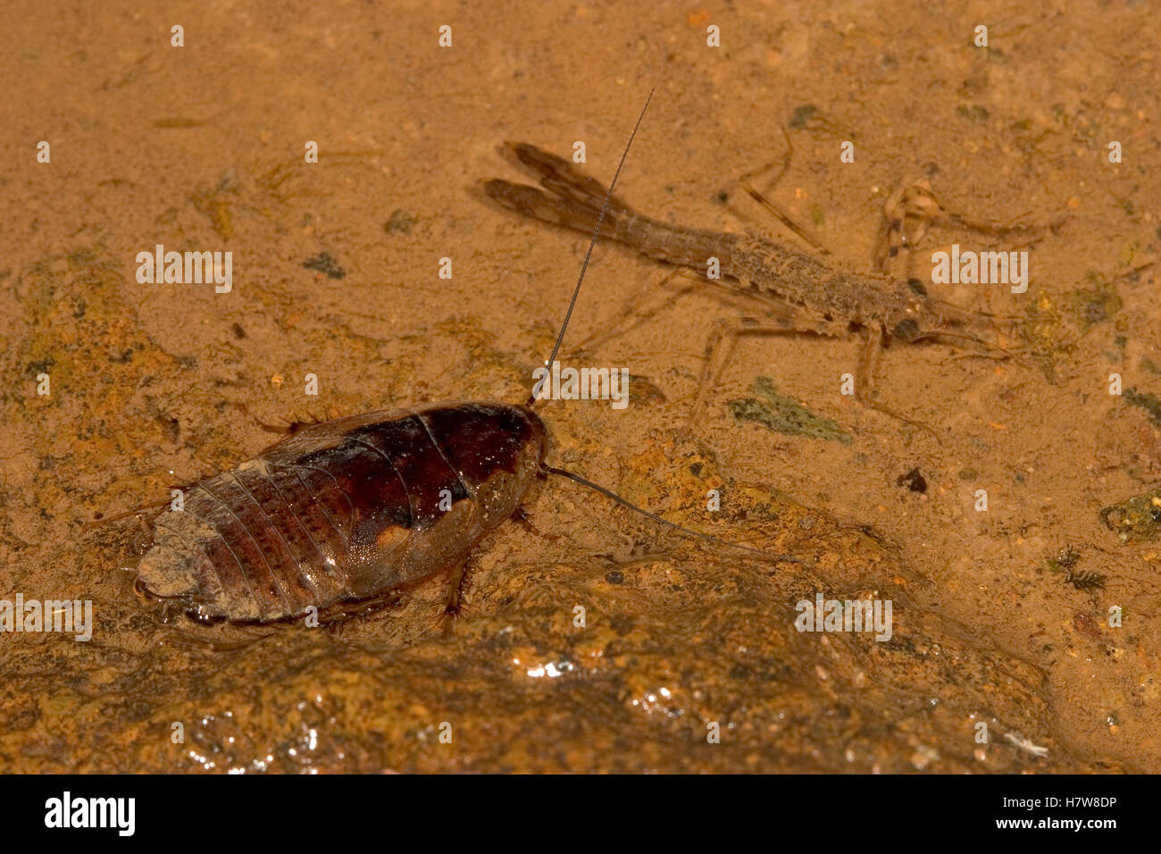 Aquatic Cockroach (Blattaria sp) newly discovered unnamed species, with ...
