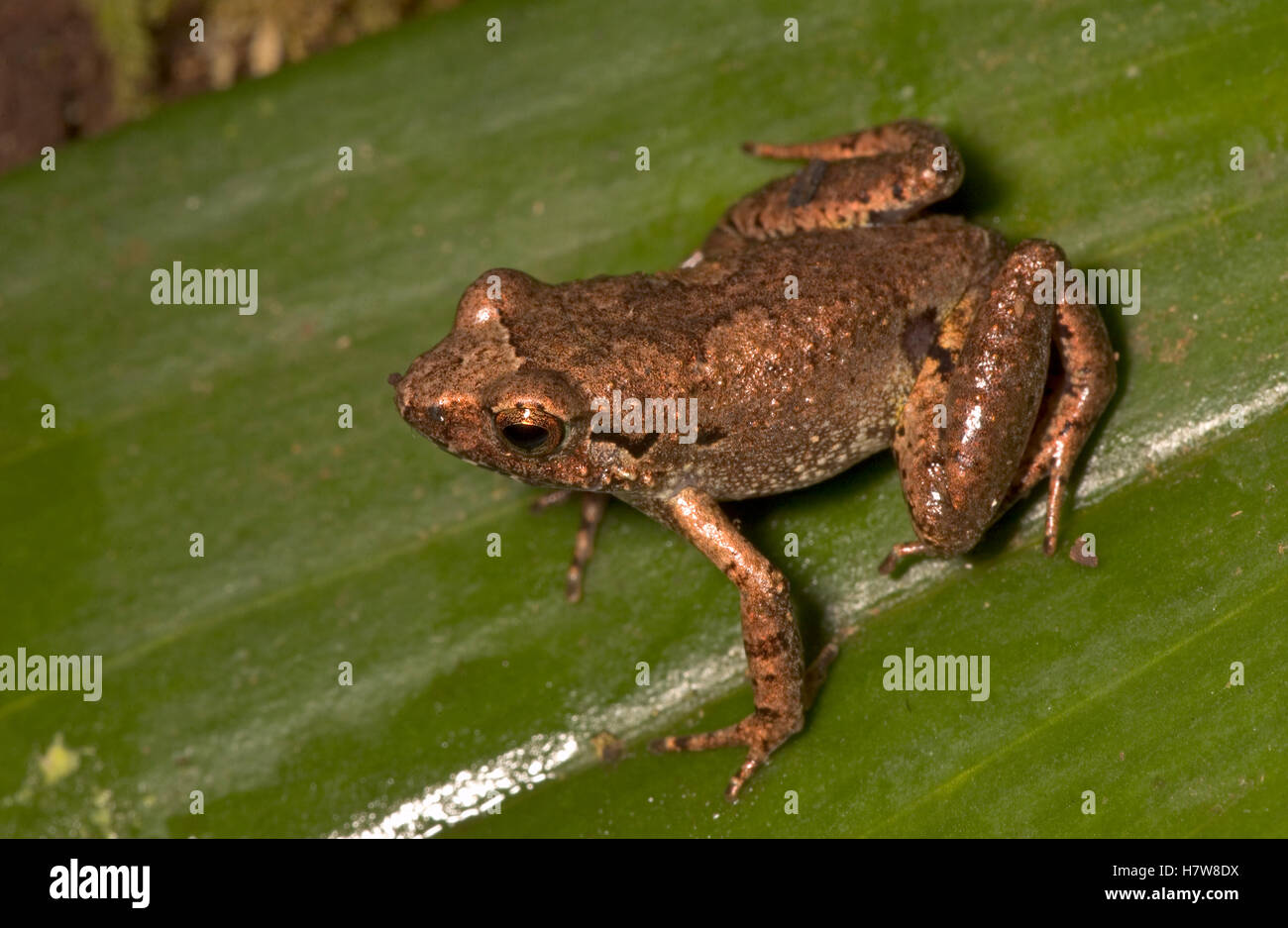 Squeaker Frog (Arthroleptis sp), Simandou Range, Guinea Stock Photo - Alamy