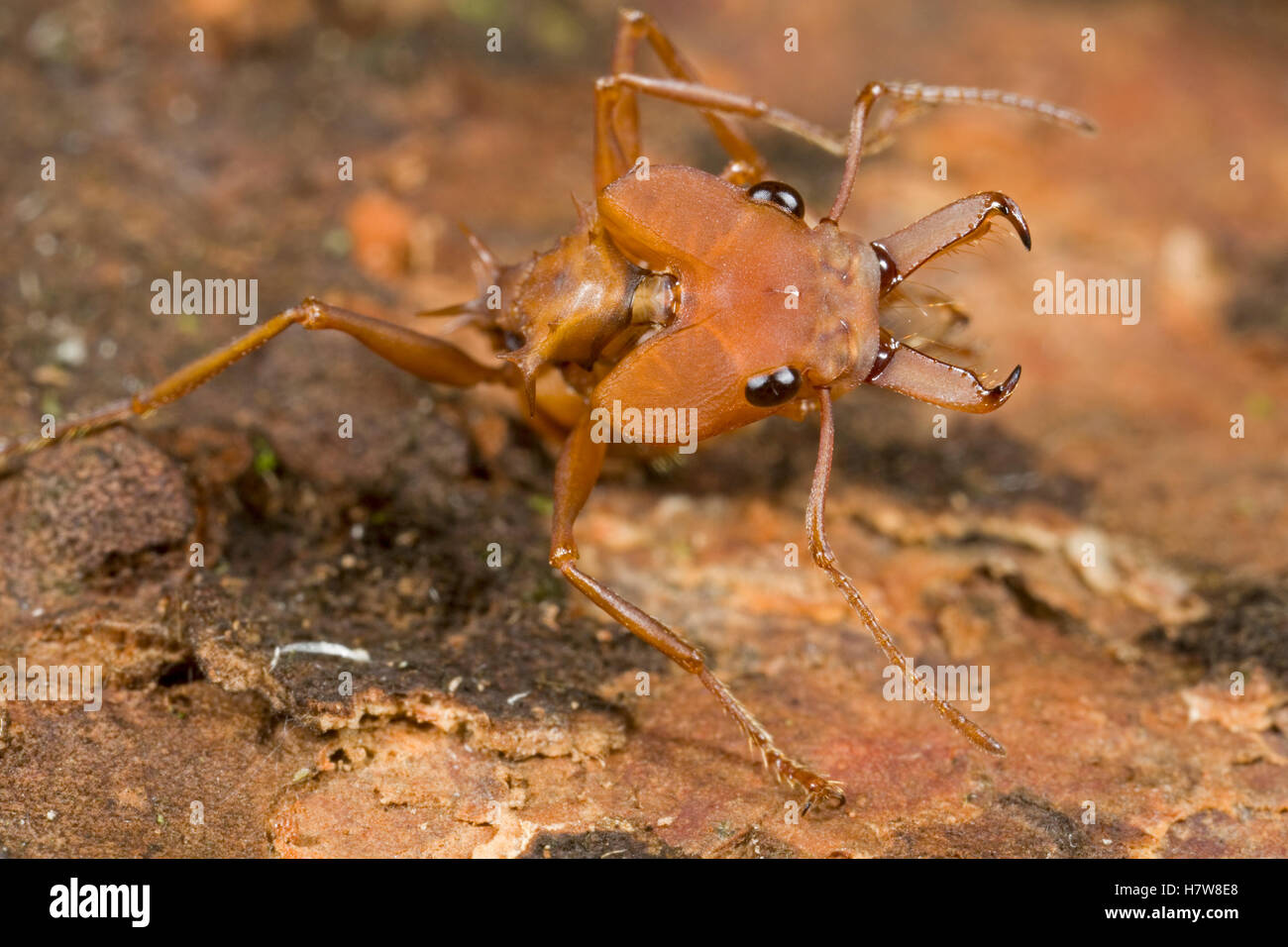 Large-headed Ant (Daceton armigerum) showing large mandibles, Guyana ...