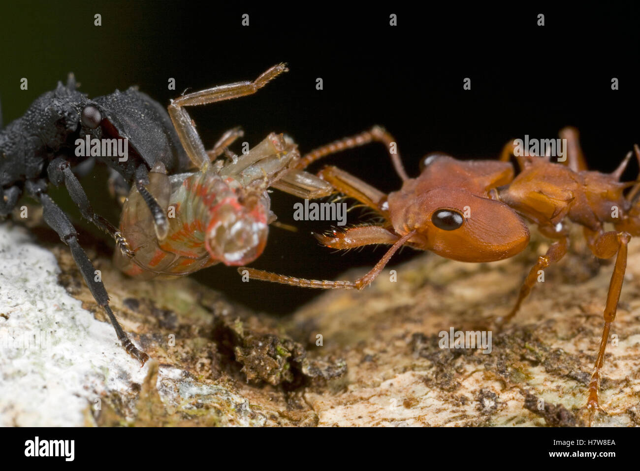 Large-headed Ant (Daceton armigerum) trying to steal treehopper prey ...