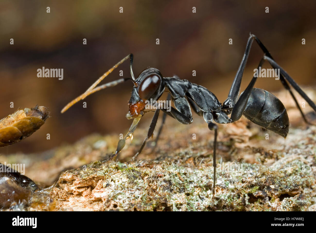 Ant (Gigantiops destructor) feeding, Guyana Stock Photo - Alamy